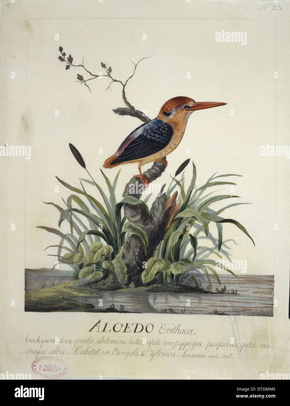 Ceyx erithaca, oriental dwarf kingfisher Stock Photo - Alamy