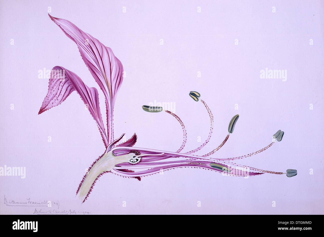 Victorian plant drawing hi-res stock photography and images - Alamy