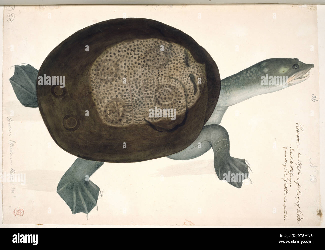 African softshell turtle hi-res stock photography and images - Alamy