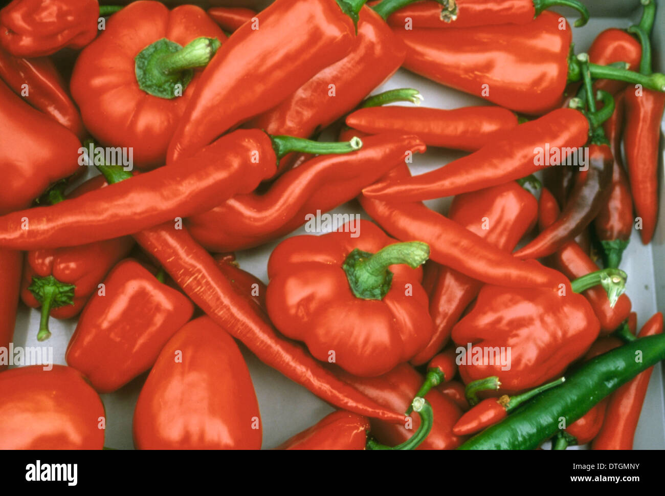 Capsicum sp., pepper Stock Photo - Alamy