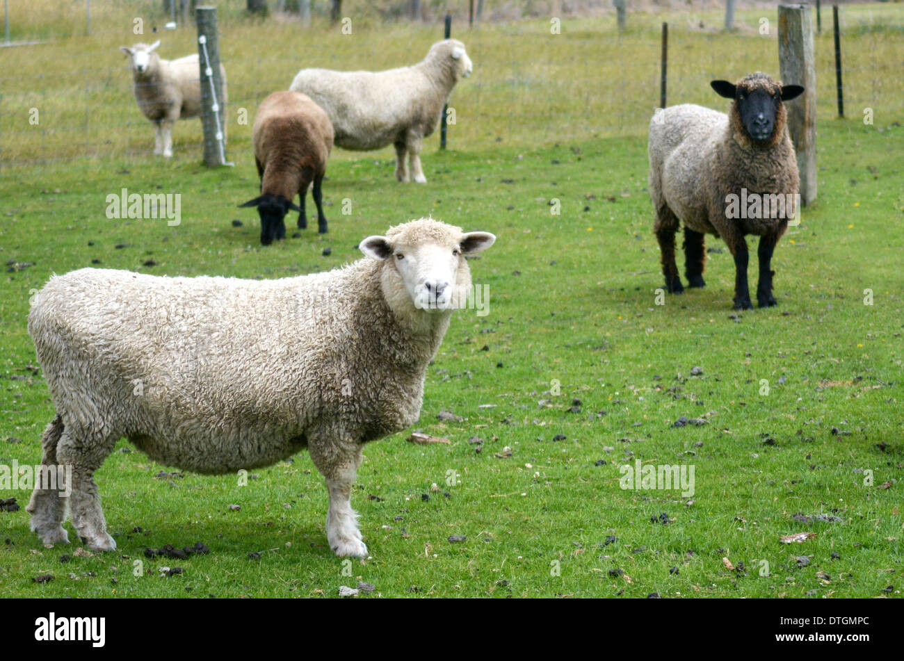 Sheep Station High Resolution Stock Photography and Images - Alamy