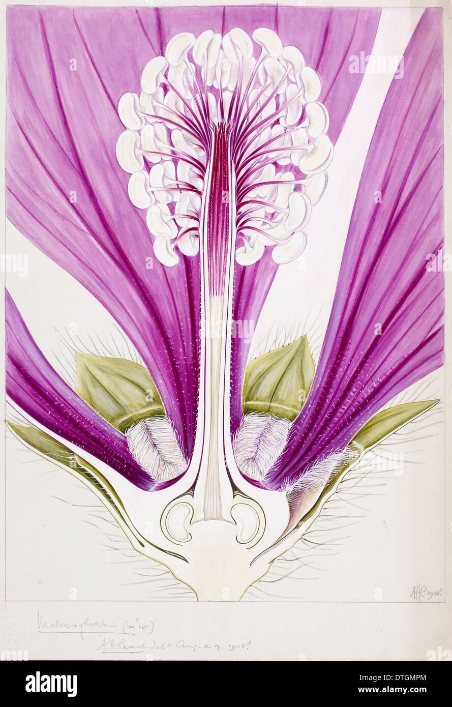 Malva sylvestris drawing hi-res stock photography and images - Alamy