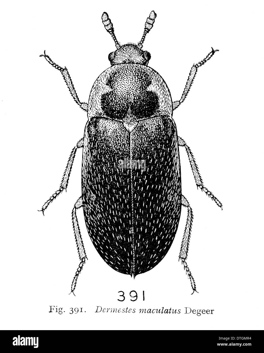 Coleoptera dermestidae hi-res stock photography and images - Alamy
