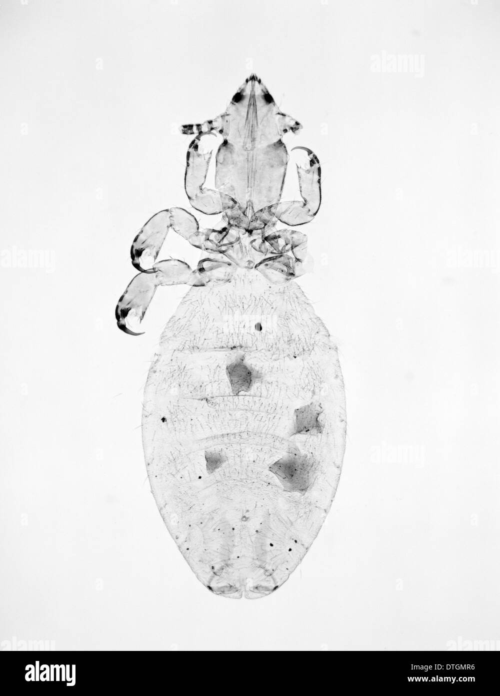 Tylopoda Black and White Stock Photos & Images - Alamy