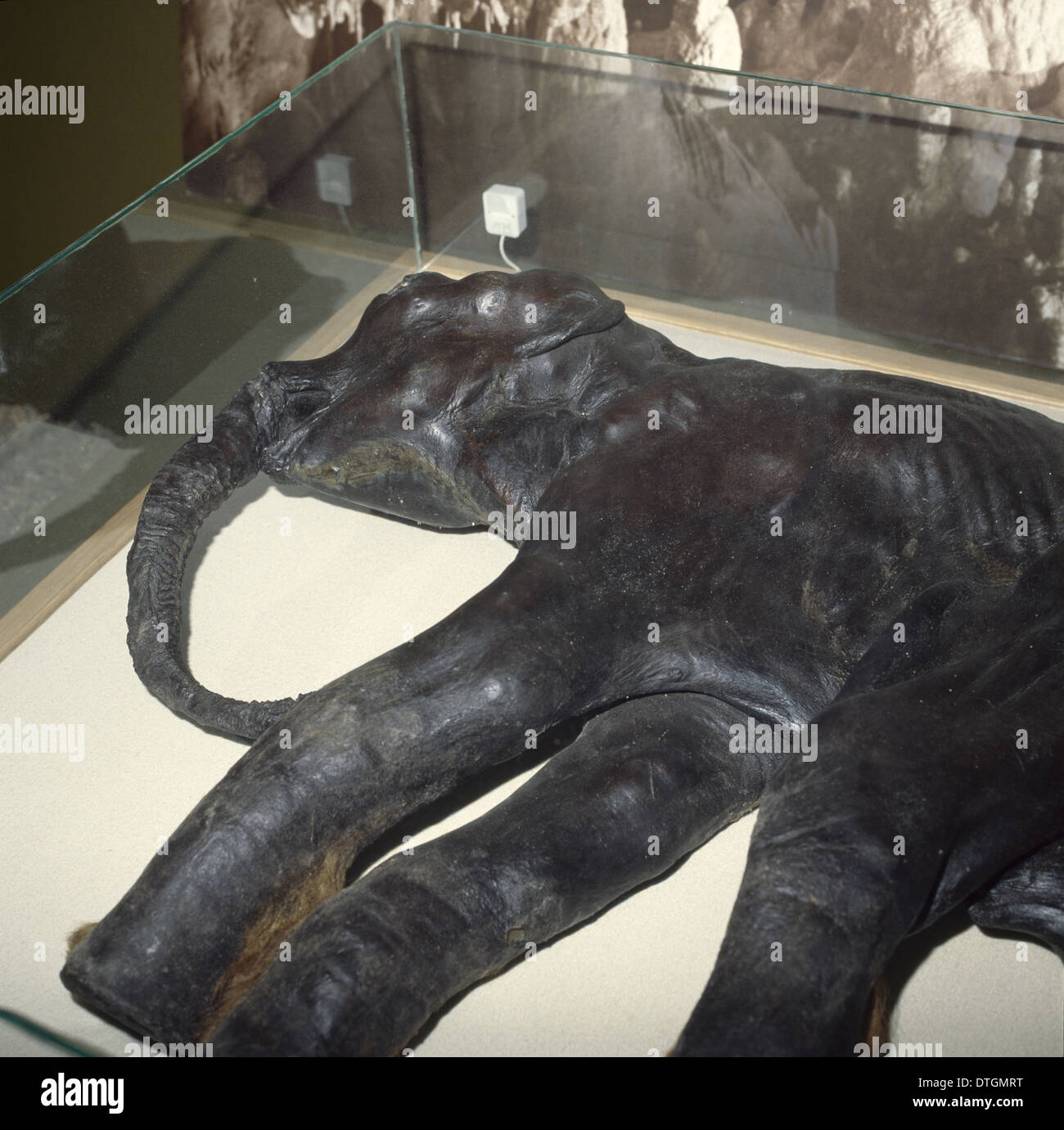 Preserved Baby Mammoth