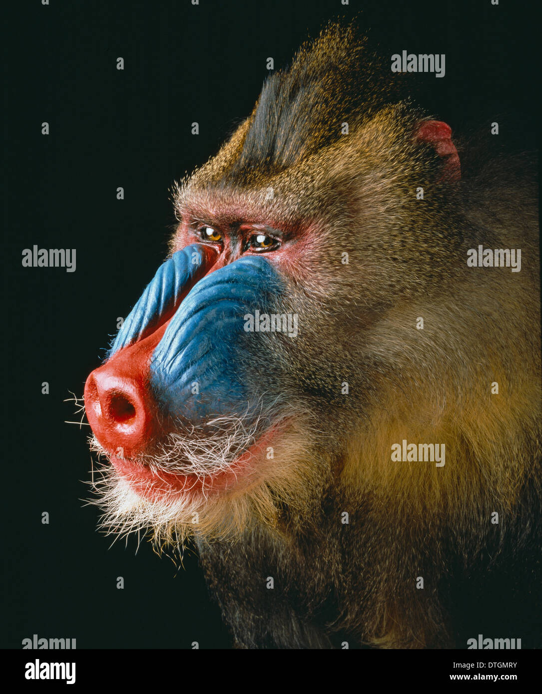 Mandrillus sphinx, mandrill Stock Photo - Alamy