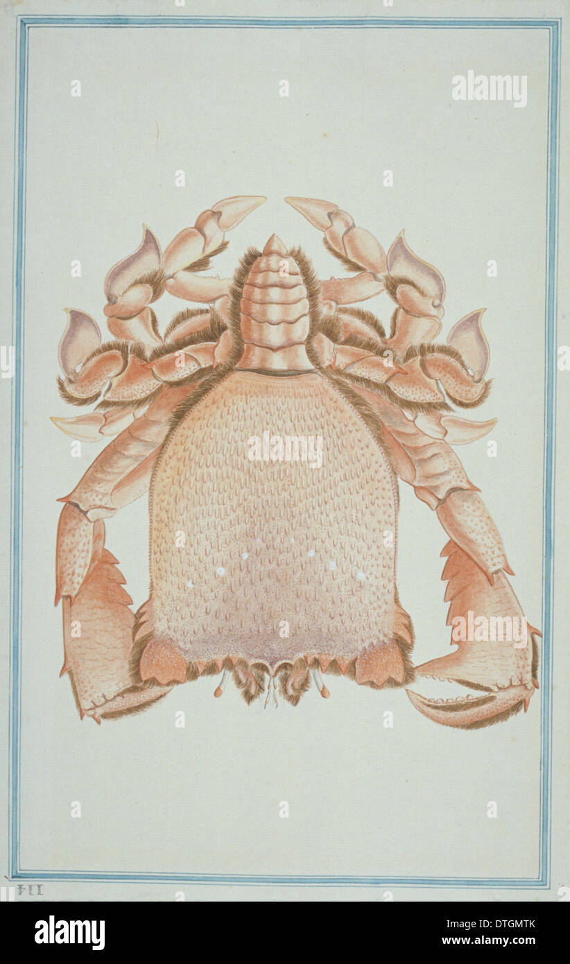 Spanner crab hi-res stock photography and images - Alamy