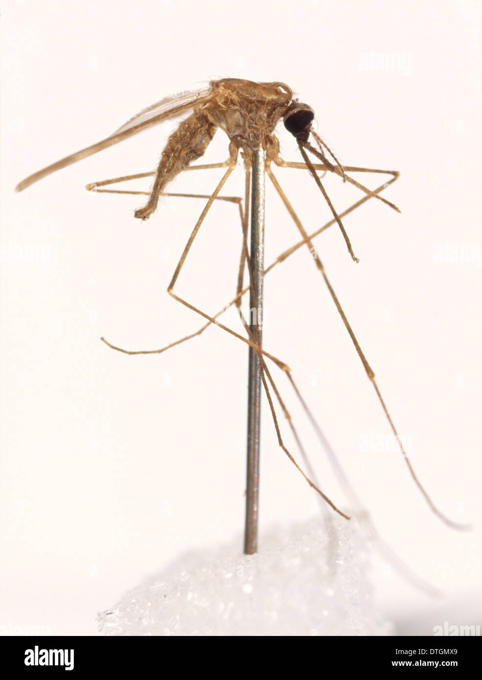 Anopheles hi-res stock photography and images - Alamy