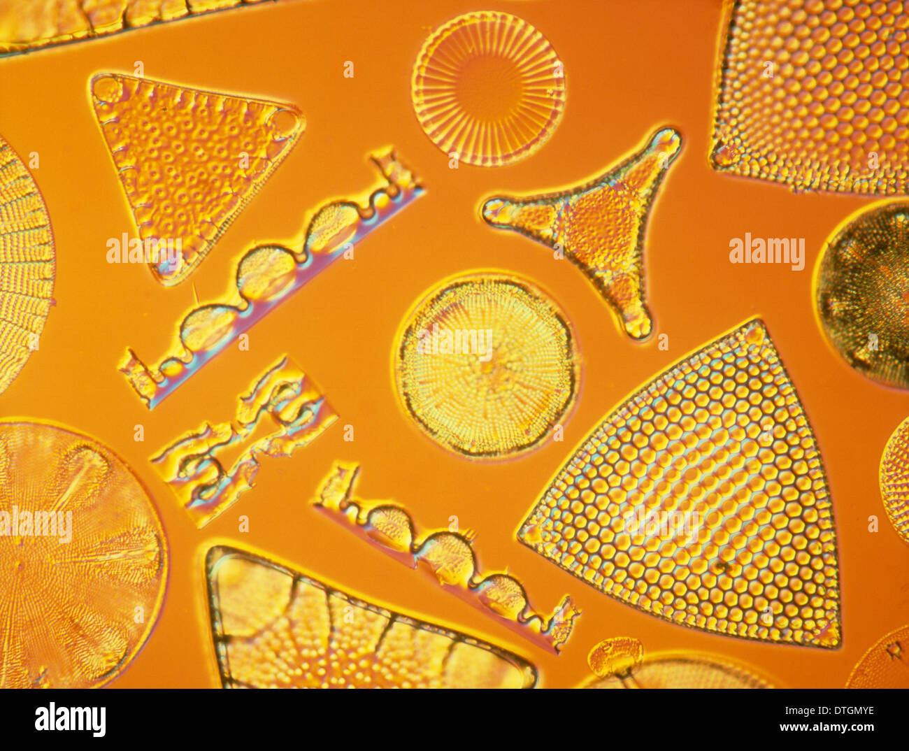 Diatoms High Resolution Stock Photography and Images - Alamy