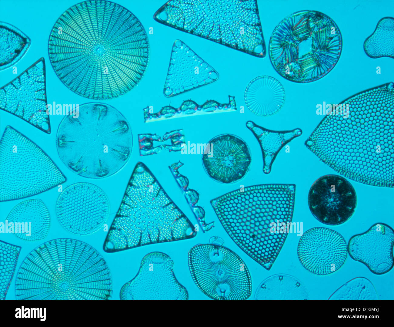 Marine diatom hi-res stock photography and images - Alamy