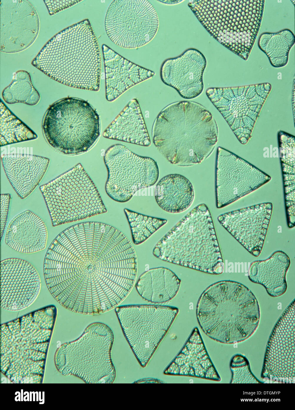 Marine diatom hi-res stock photography and images - Alamy