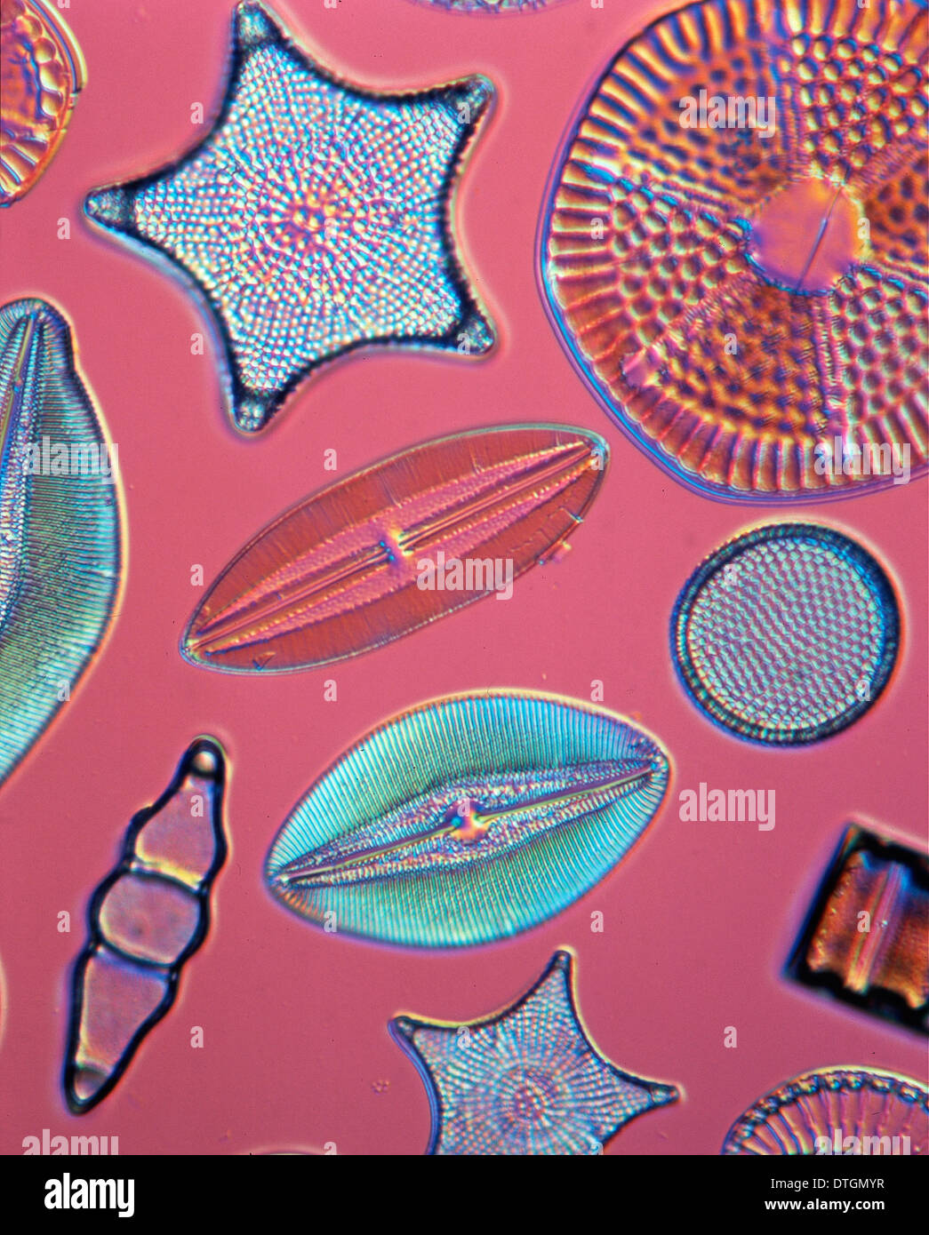 Diatoms Stock Photos & Diatoms Stock Images - Alamy