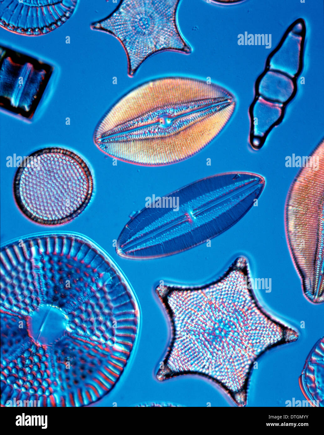 Marine diatom hi-res stock photography and images - Alamy