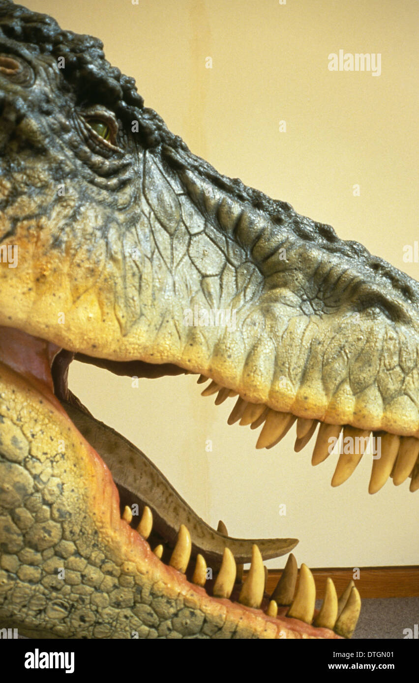 Maniraptoriformes hi-res stock photography and images - Alamy