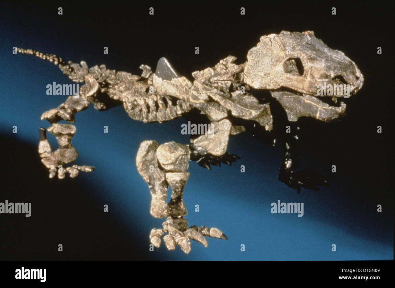 Archosauriformes hi-res stock photography and images - Alamy