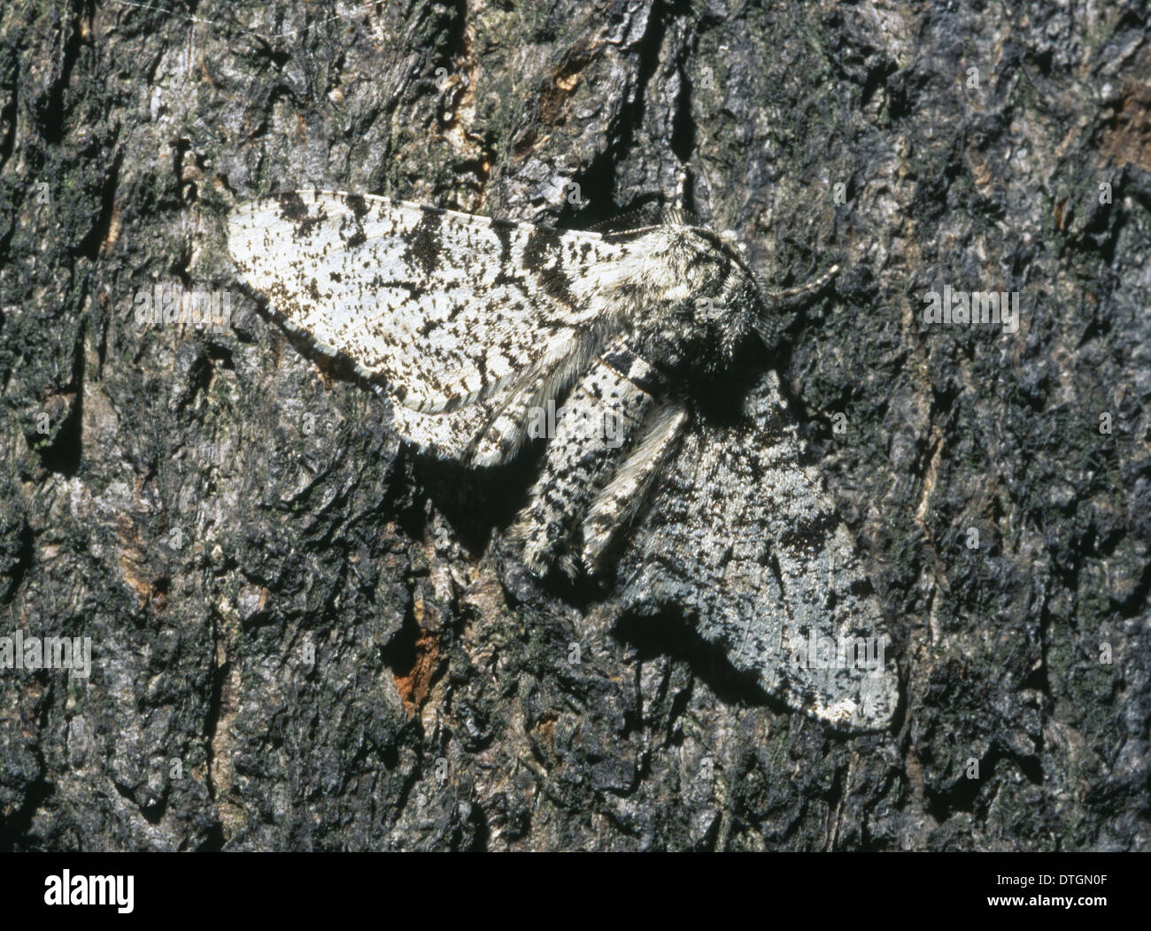 Biston betularia, peppered moth Stock Photo - Alamy