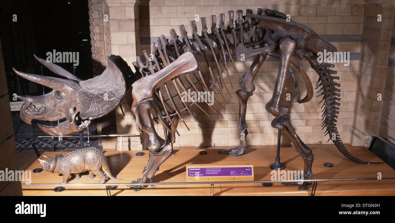 Anatomy of triceratops hi-res stock photography and images - Alamy