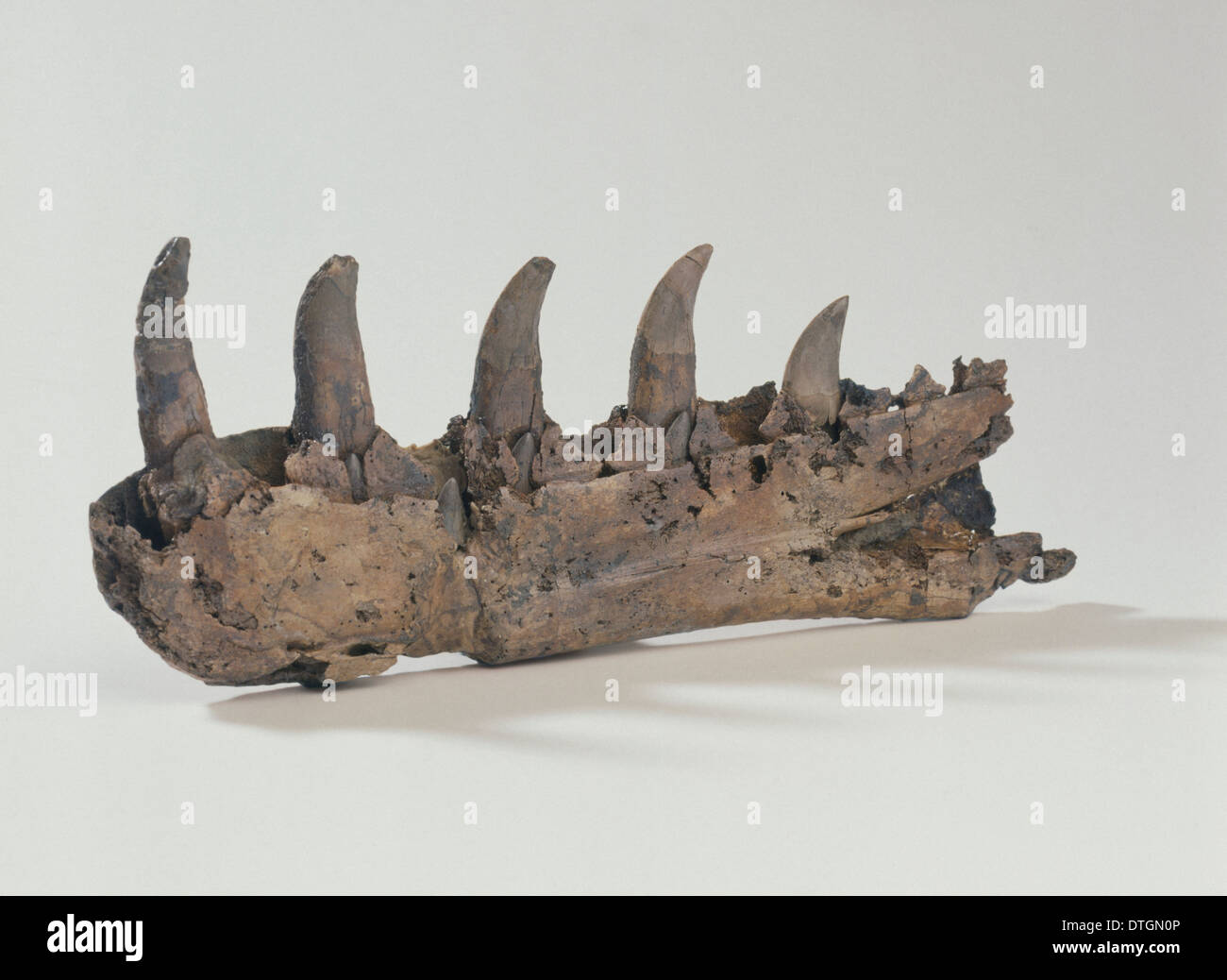 Megalosaurus lower jaw teeth hi-res stock photography and images - Alamy