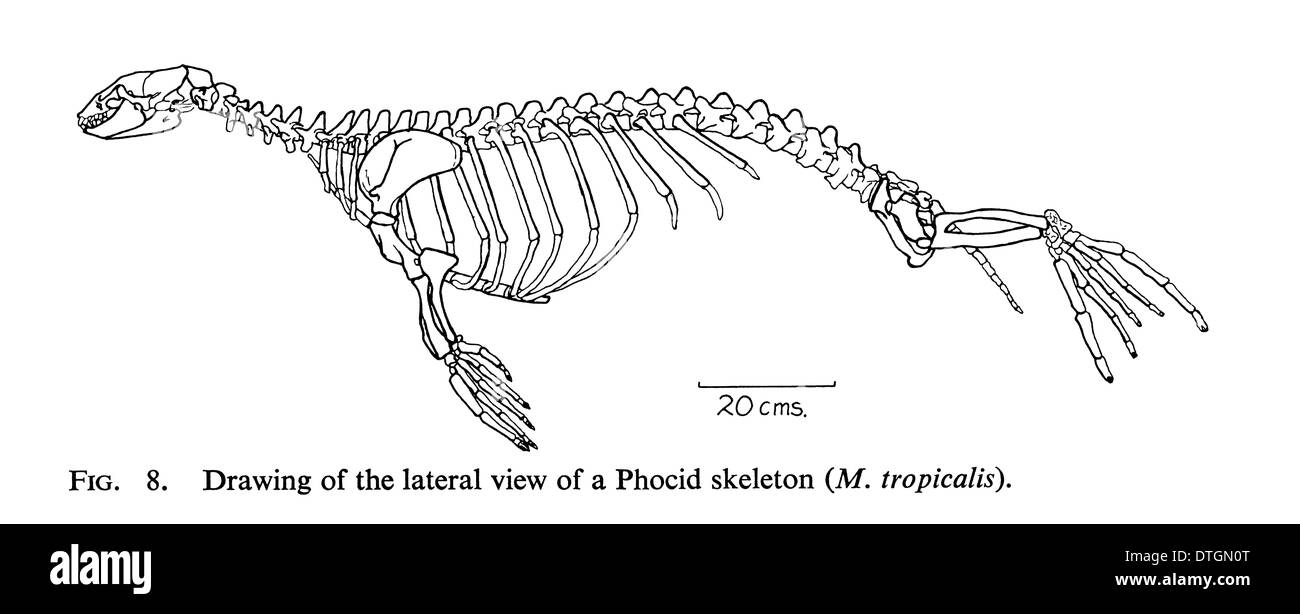 Monachus tropicalis caribbean monk seal Cut Out Stock Images & Pictures ...