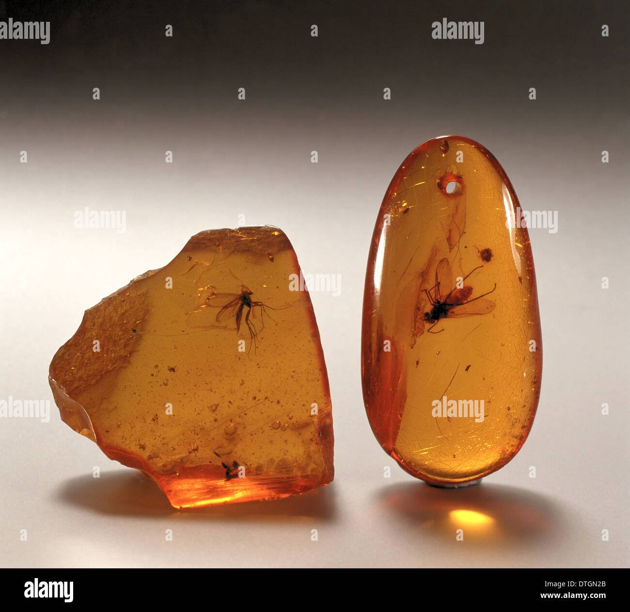 Insects in amber Stock Photo - Alamy