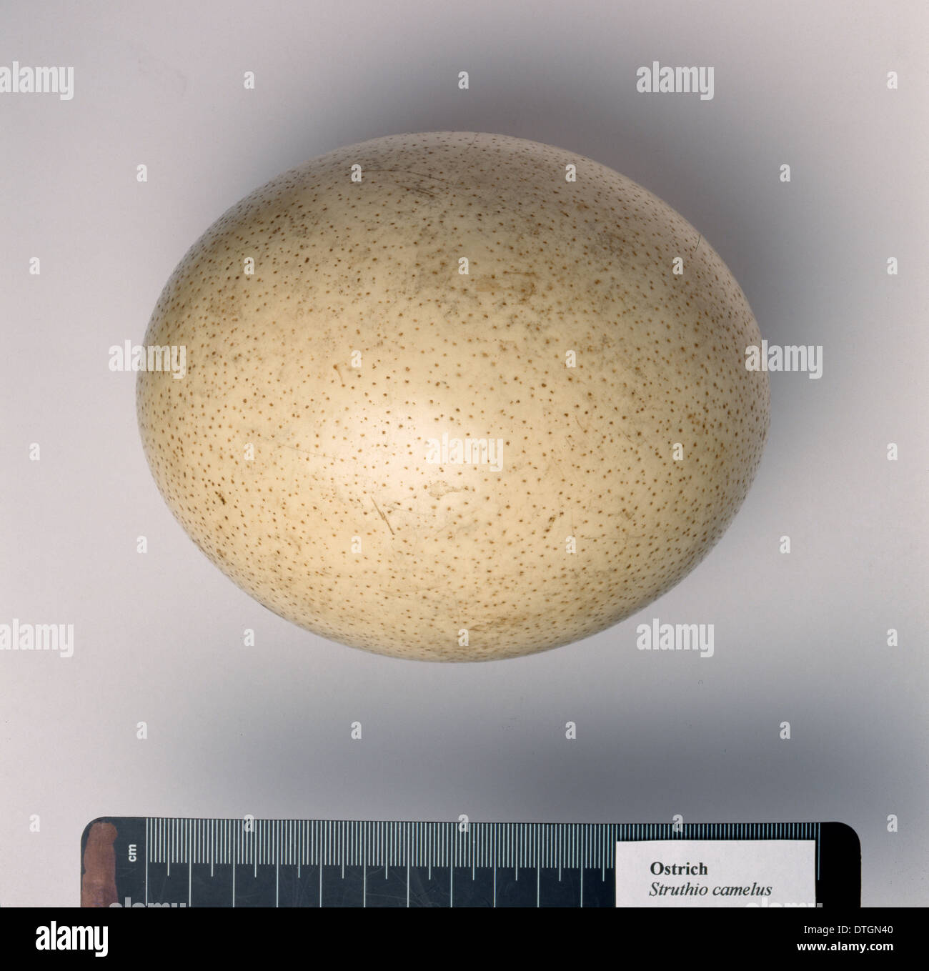 Ostrich egg shell hi-res stock photography and images - Alamy