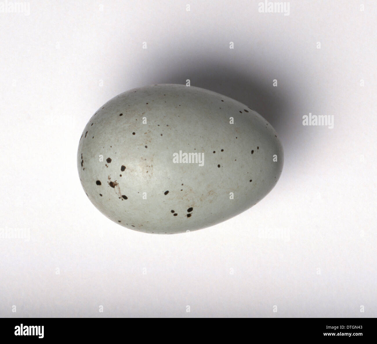 Egg Thrush Stock Photos & Egg Thrush Stock Images - Alamy