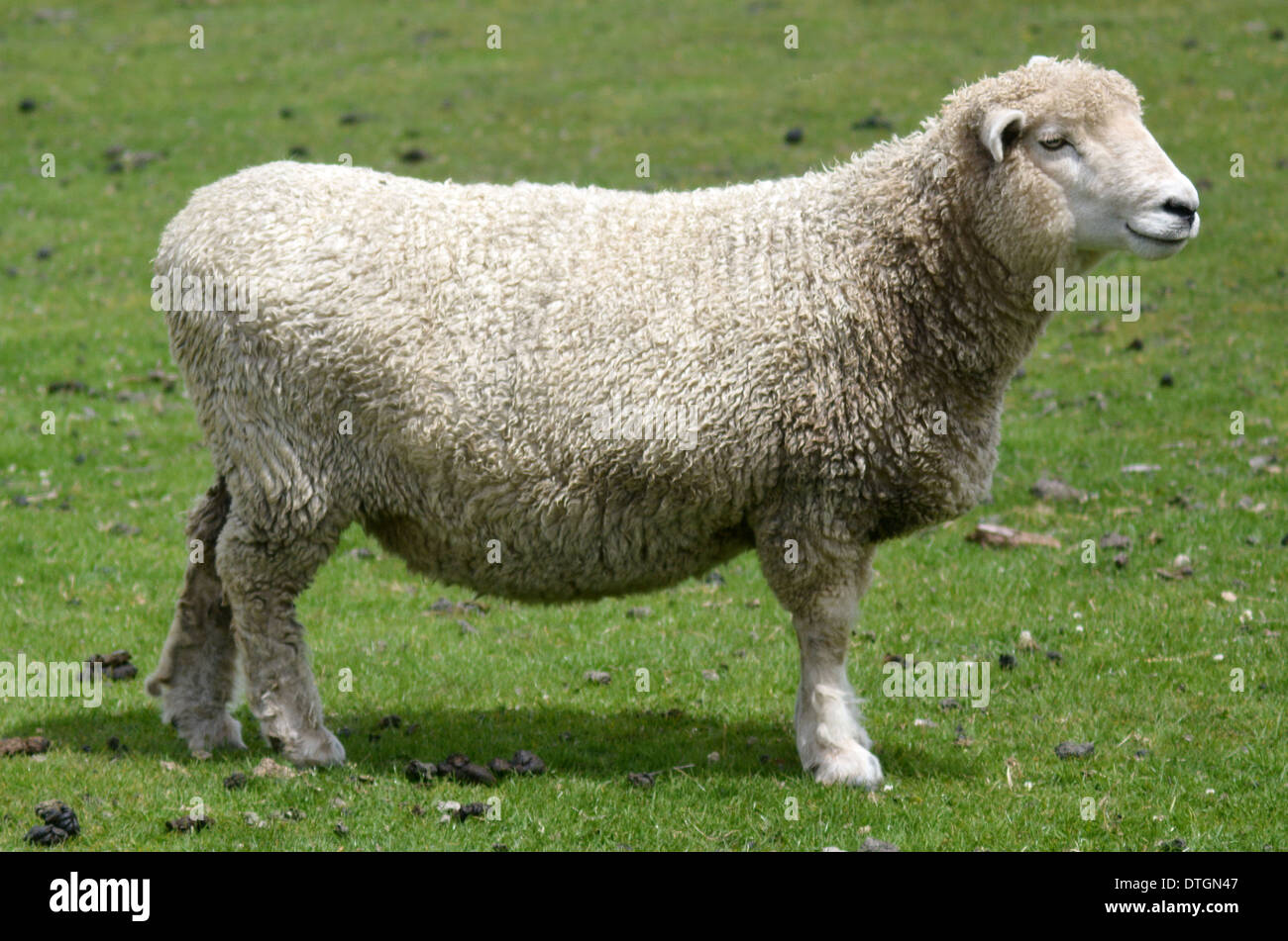 Sheep Station High Resolution Stock Photography and Images - Alamy