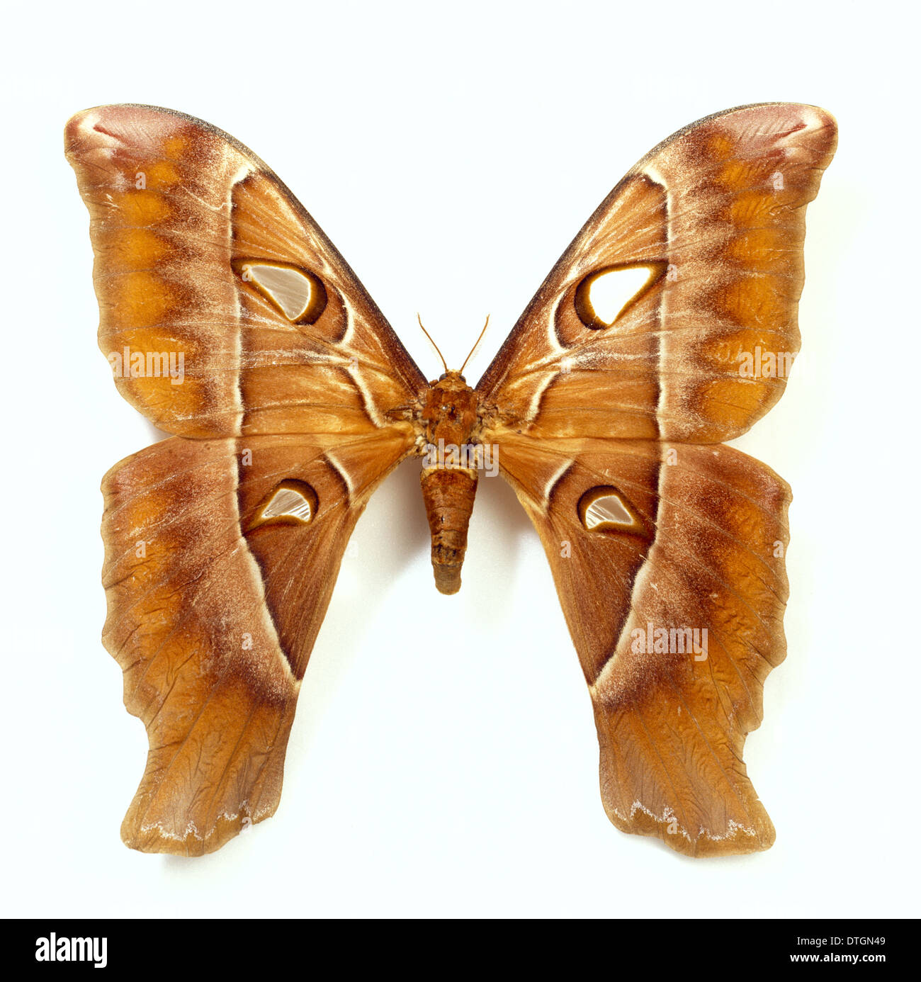 Coscinocera hercules hi-res stock photography and images - Alamy