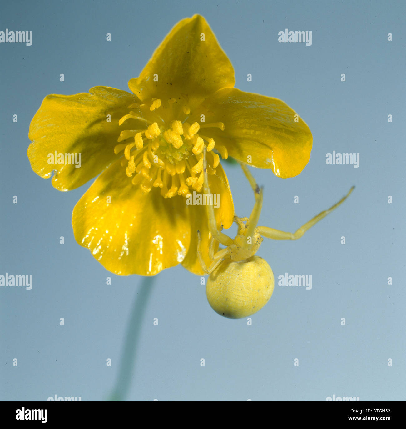 Golden rod spider hi-res stock photography and images - Alamy