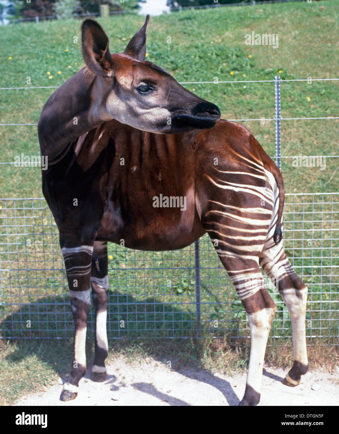 Okapia johnstoni, okapi Stock Photo - Alamy