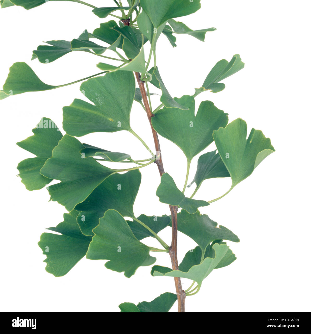 Ginkgopsida hi-res stock photography and images - Alamy