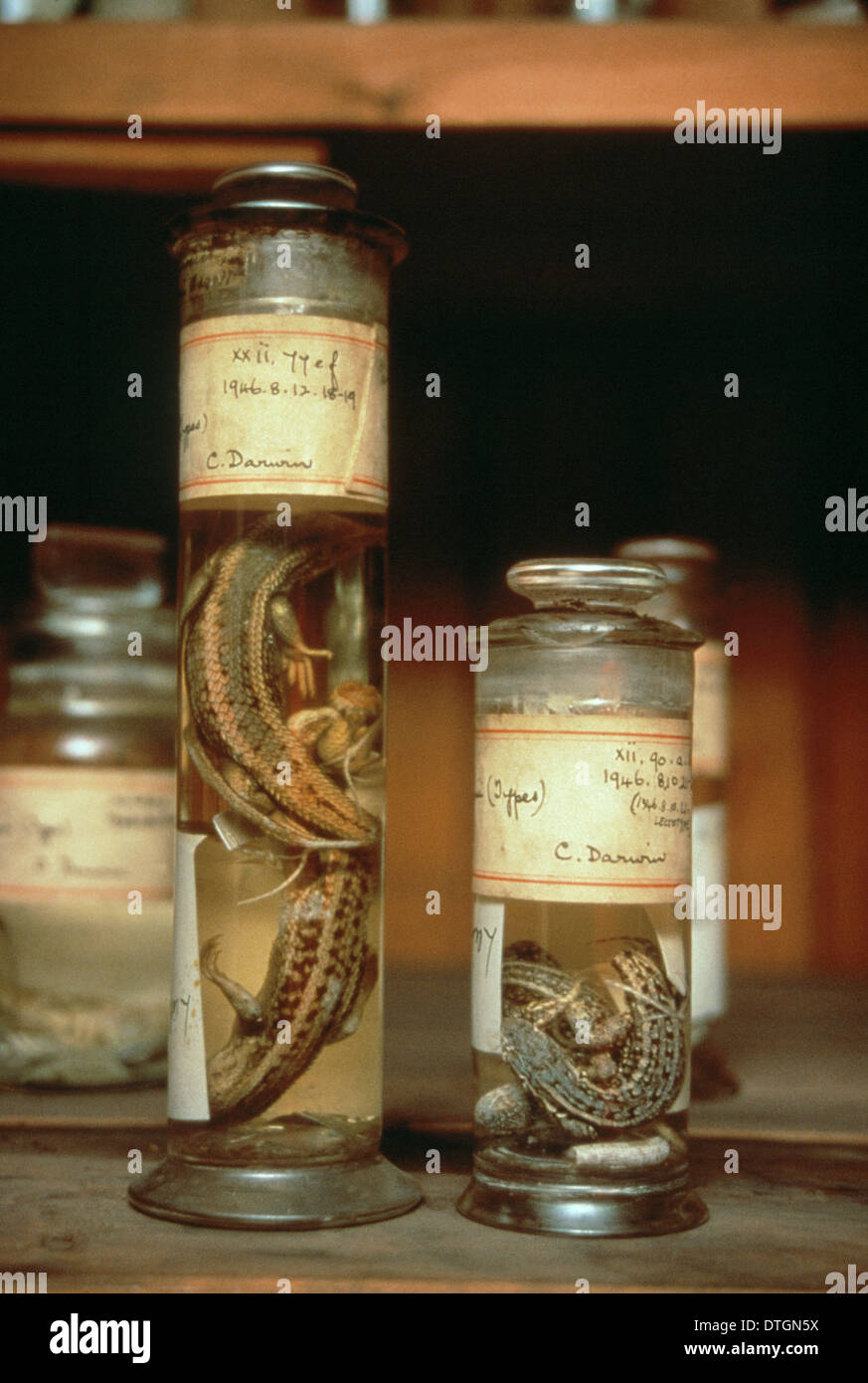 Lizard spirit animal hi-res stock photography and images - Alamy