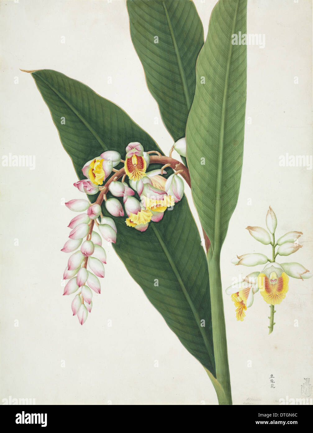 Variegated shell ginger hi-res stock photography and images - Alamy