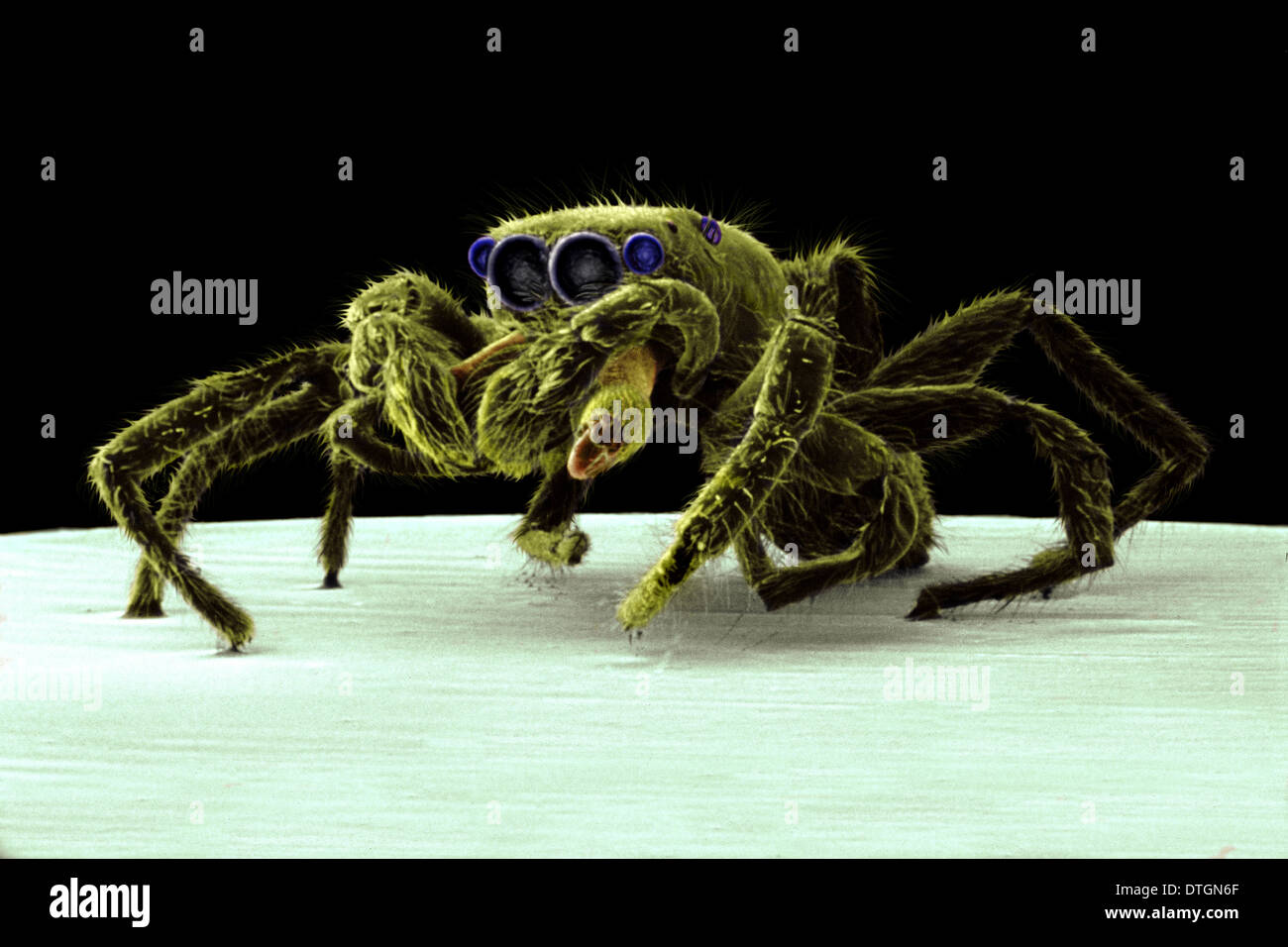 Salticus senecus, zebra jumping spider Stock Photo - Alamy
