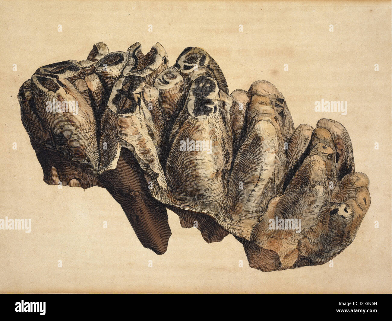 Monstrous hi-res stock photography and images - Alamy