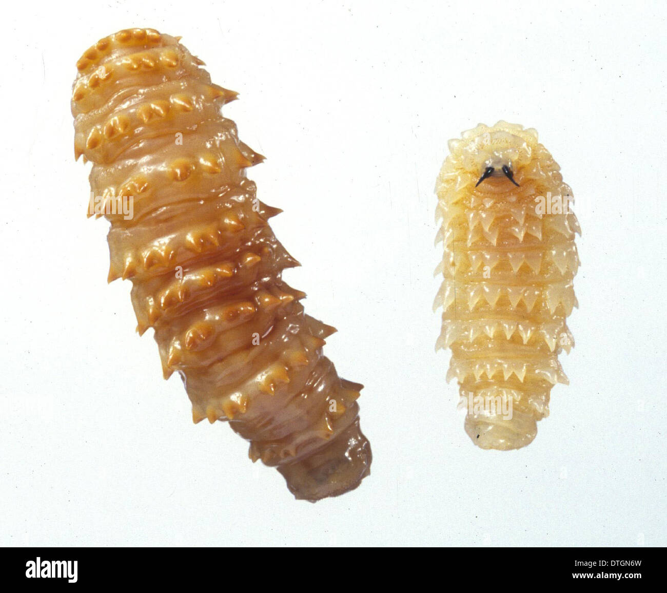 Myiasis causing flies Stock Photo - Alamy