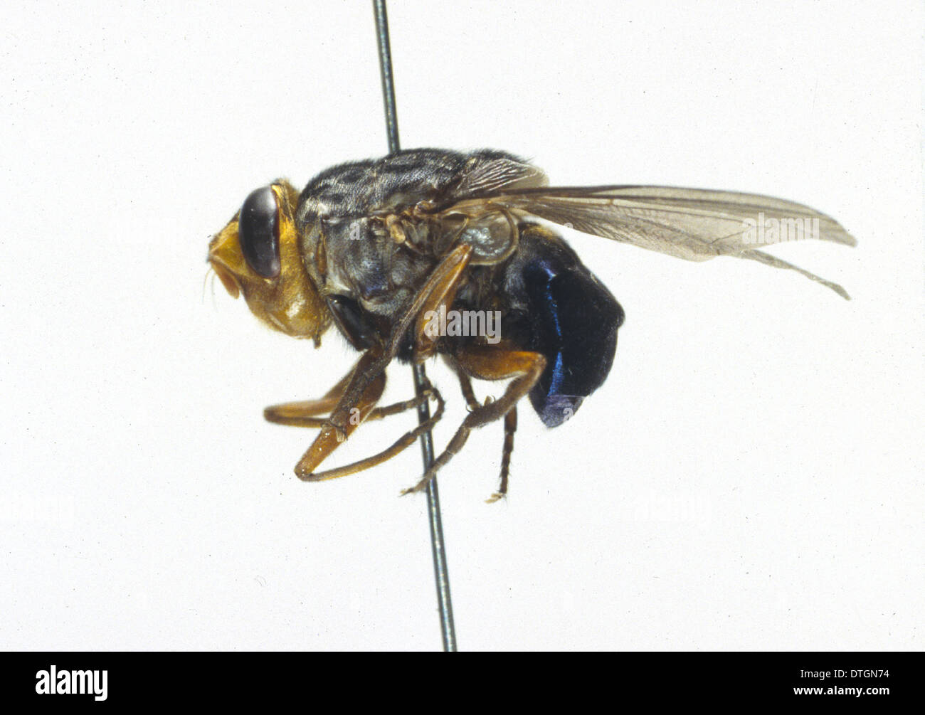 Bot fly larva High Resolution Stock Photography and Images - Alamy