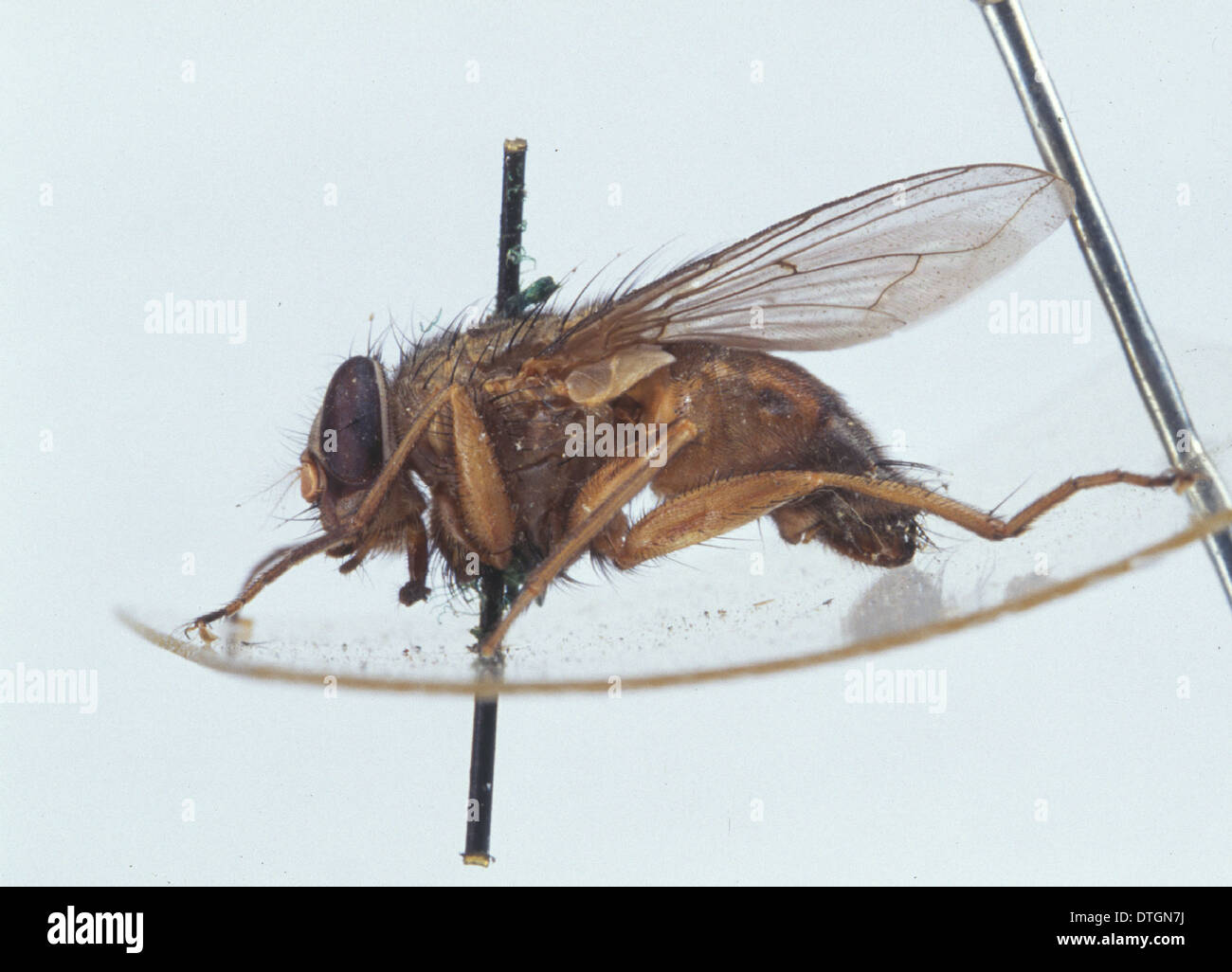 Blowfly larvae hi-res stock photography and images - Alamy