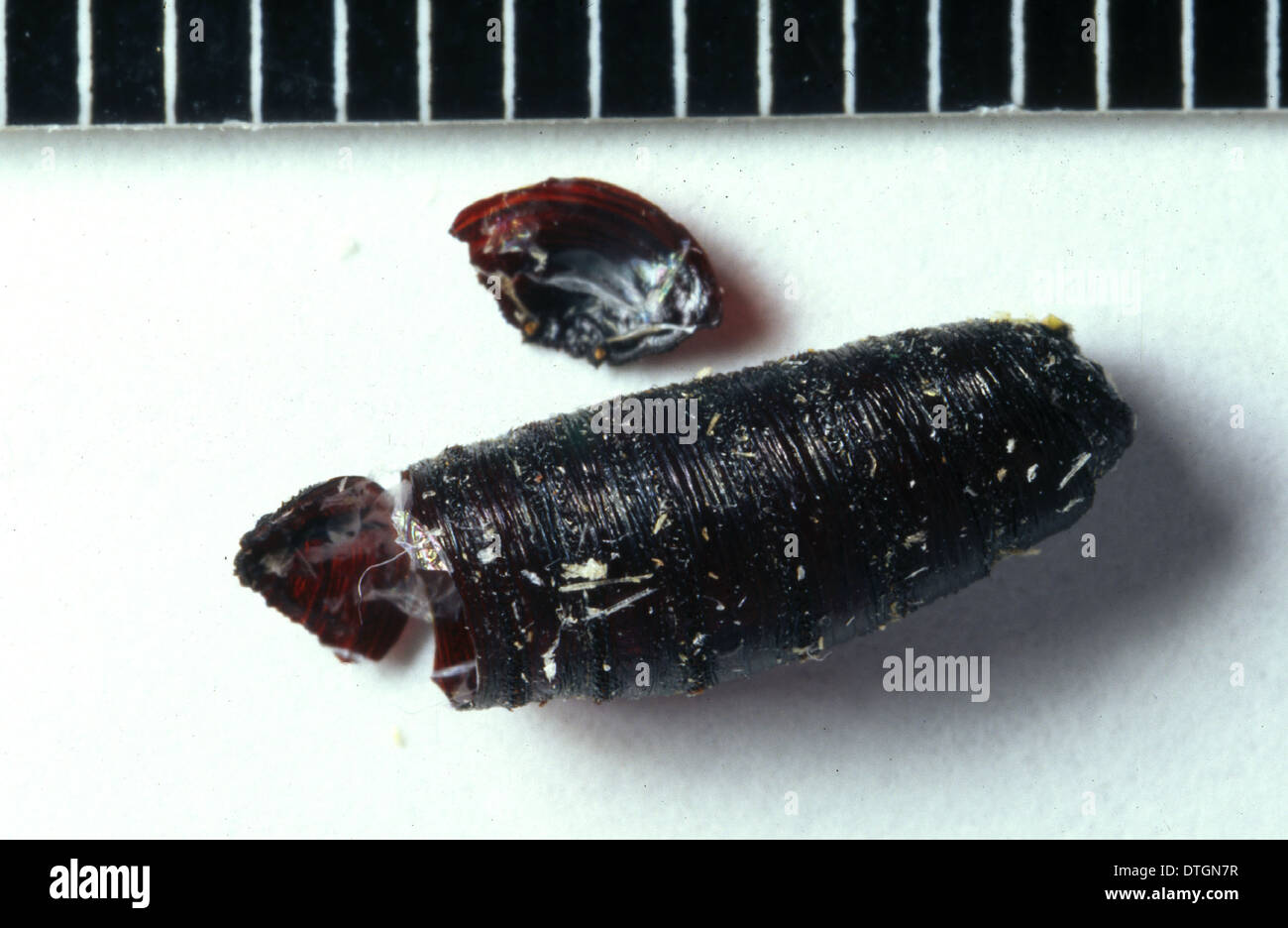 Screwworm hi-res stock photography and images - Alamy