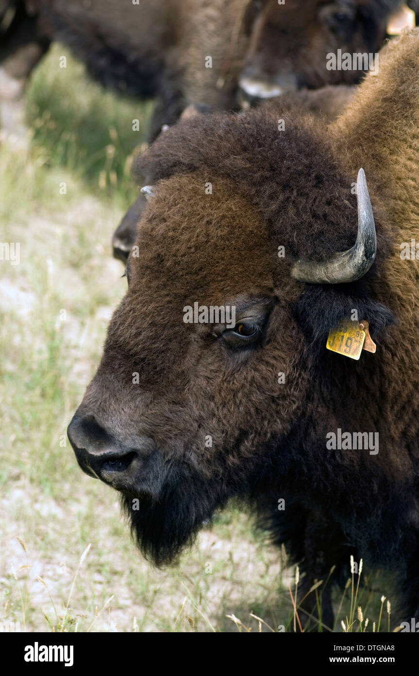 Buffalo ranching hi-res stock photography and images - Alamy