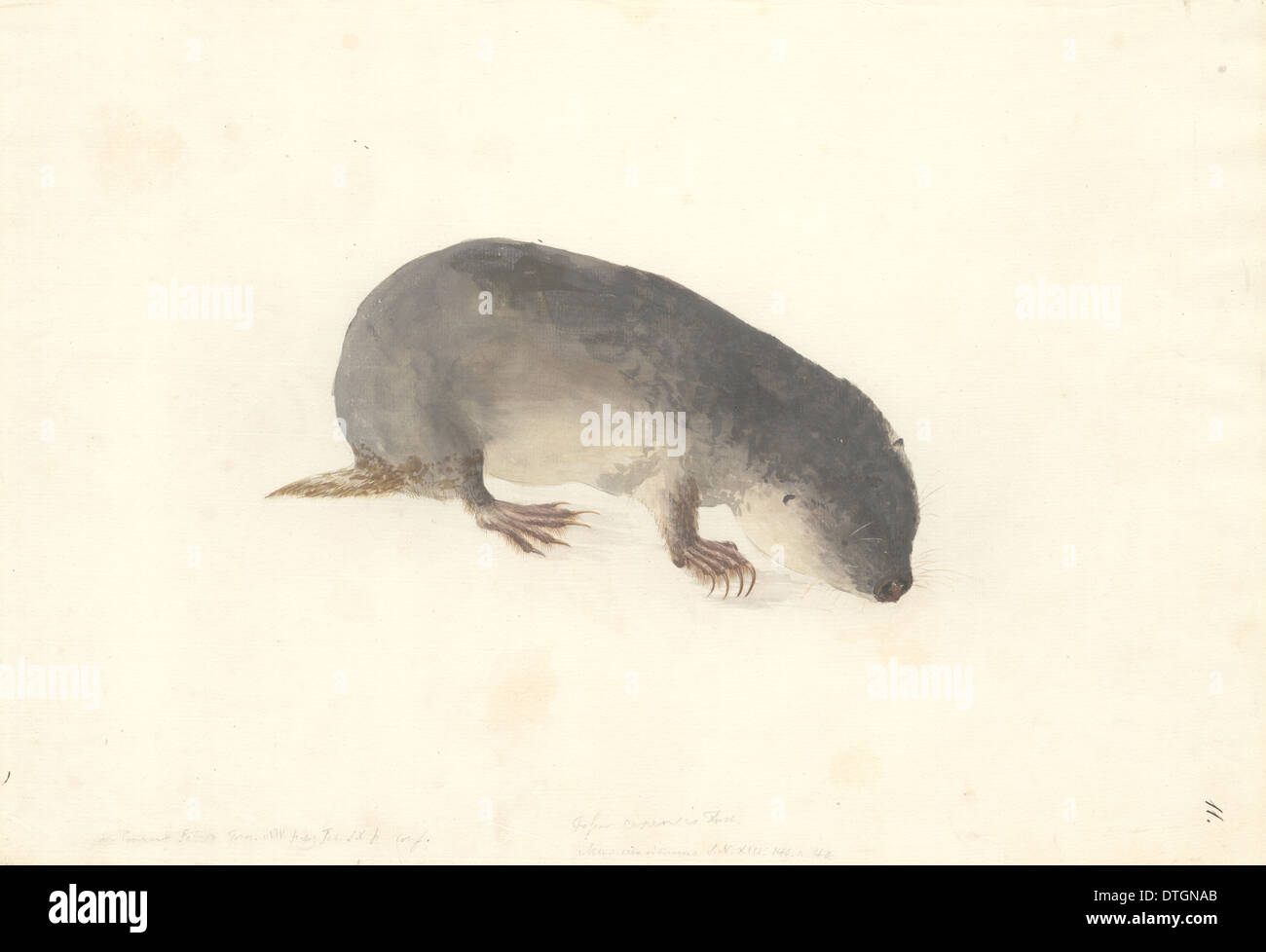 Tofer hi-res stock photography and images - Alamy