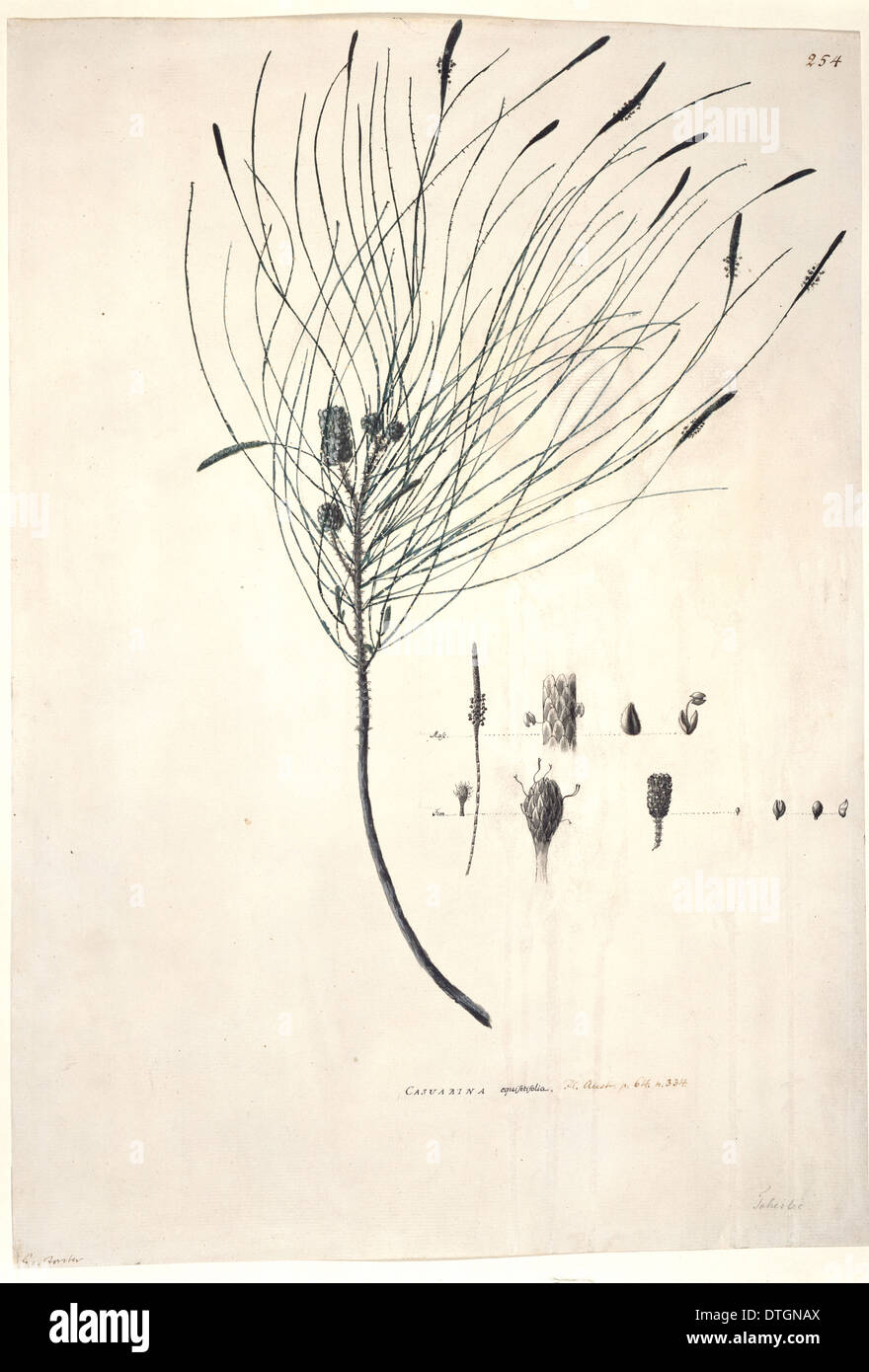 She oak plant drawing hi-res stock photography and images - Alamy