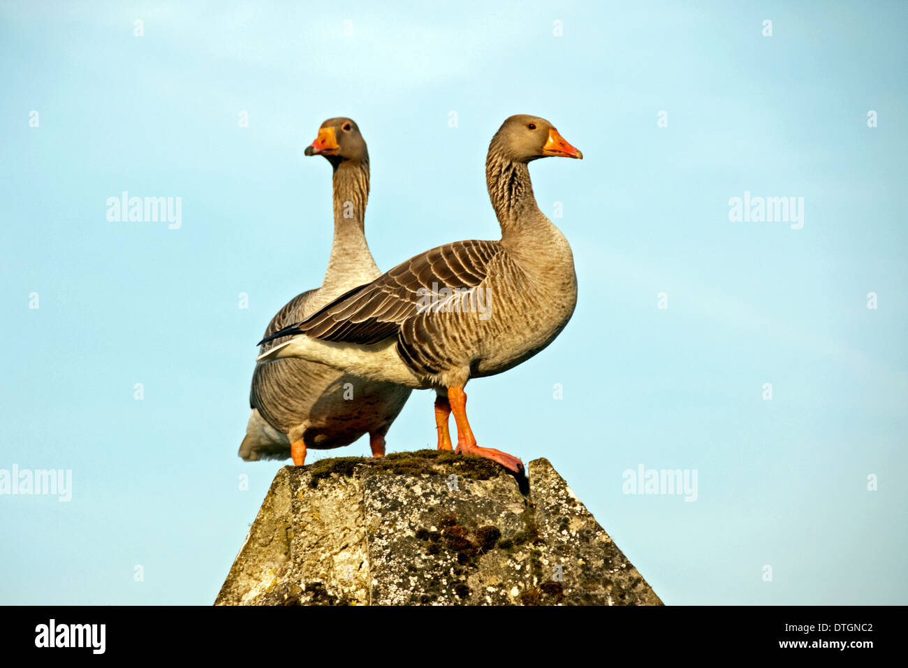 Two geese hi-res stock photography and images - Alamy