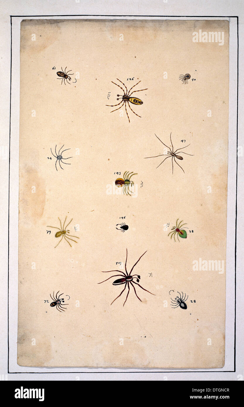 English spiders by Eleazar Albin Stock Photo - Alamy