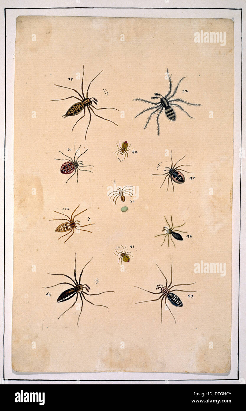 English spiders by Eleazar Albin Stock Photo - Alamy