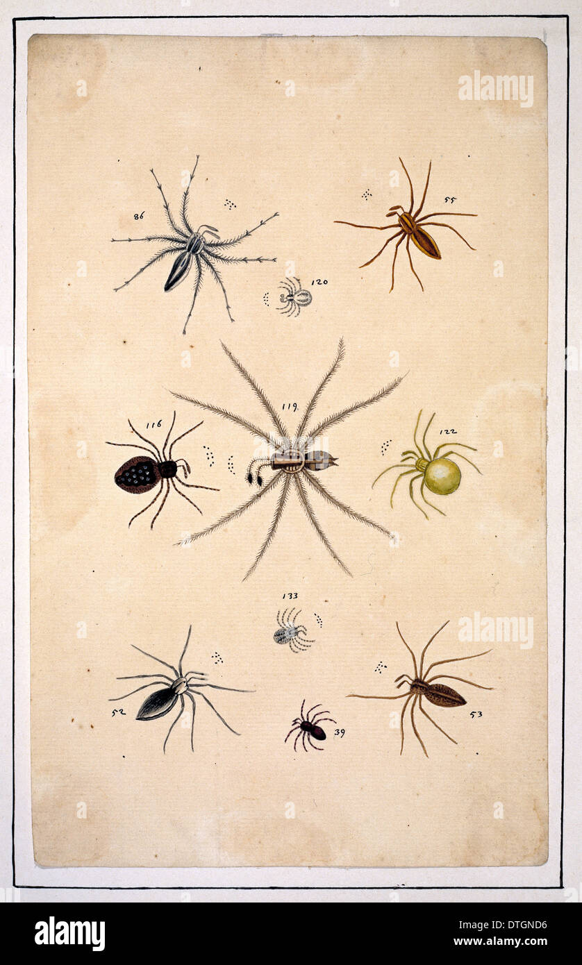 English spiders by Eleazar Albin Stock Photo - Alamy