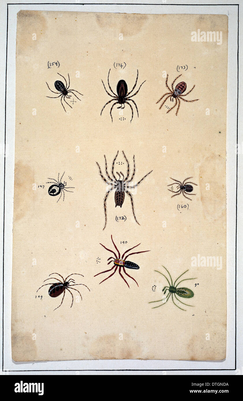 Araneae spiders hi-res stock photography and images - Alamy