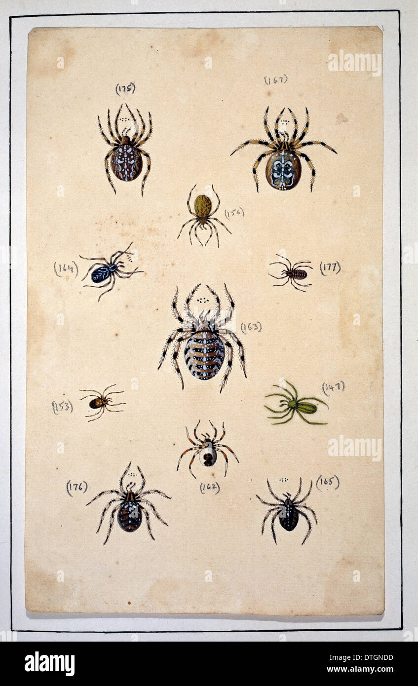 English spiders by Eleazar Albin Stock Photo - Alamy