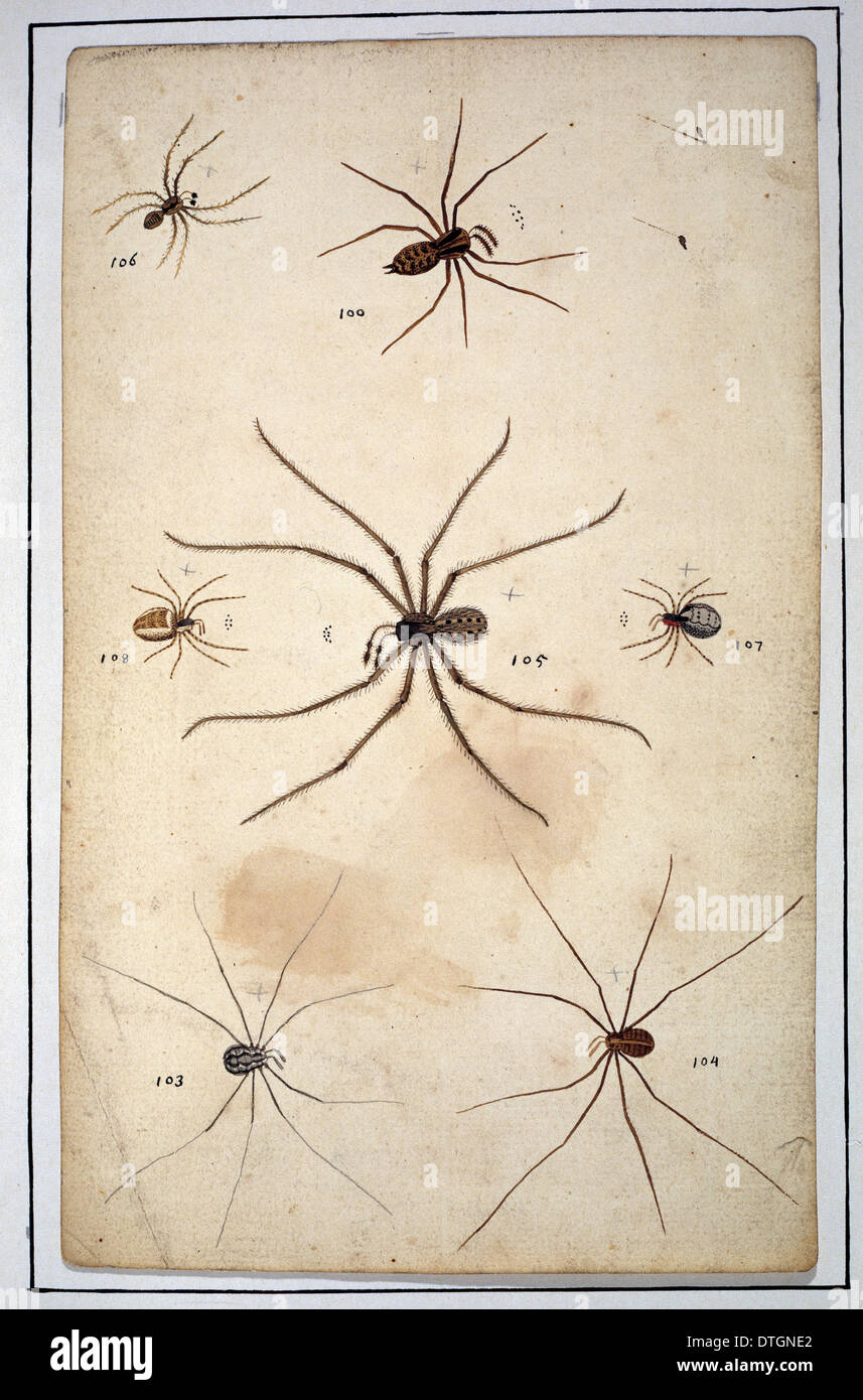 English spiders by Eleazar Albin Stock Photo - Alamy