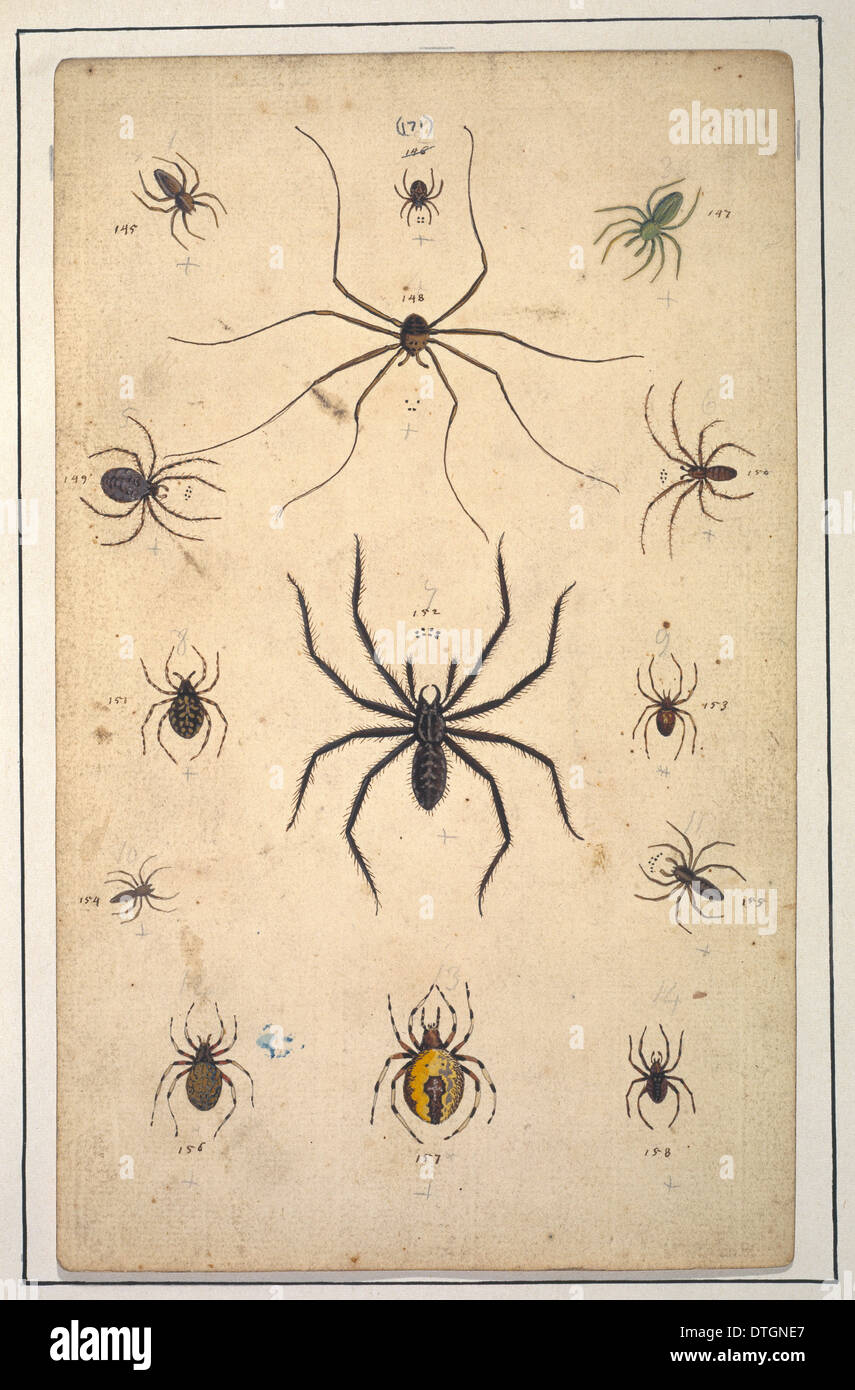 English spiders by Eleazar Albin Stock Photo - Alamy